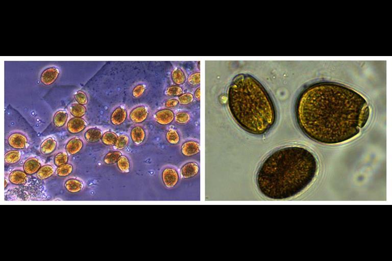 Newly discovered marine compound is in a super-carbon-chain league of ...